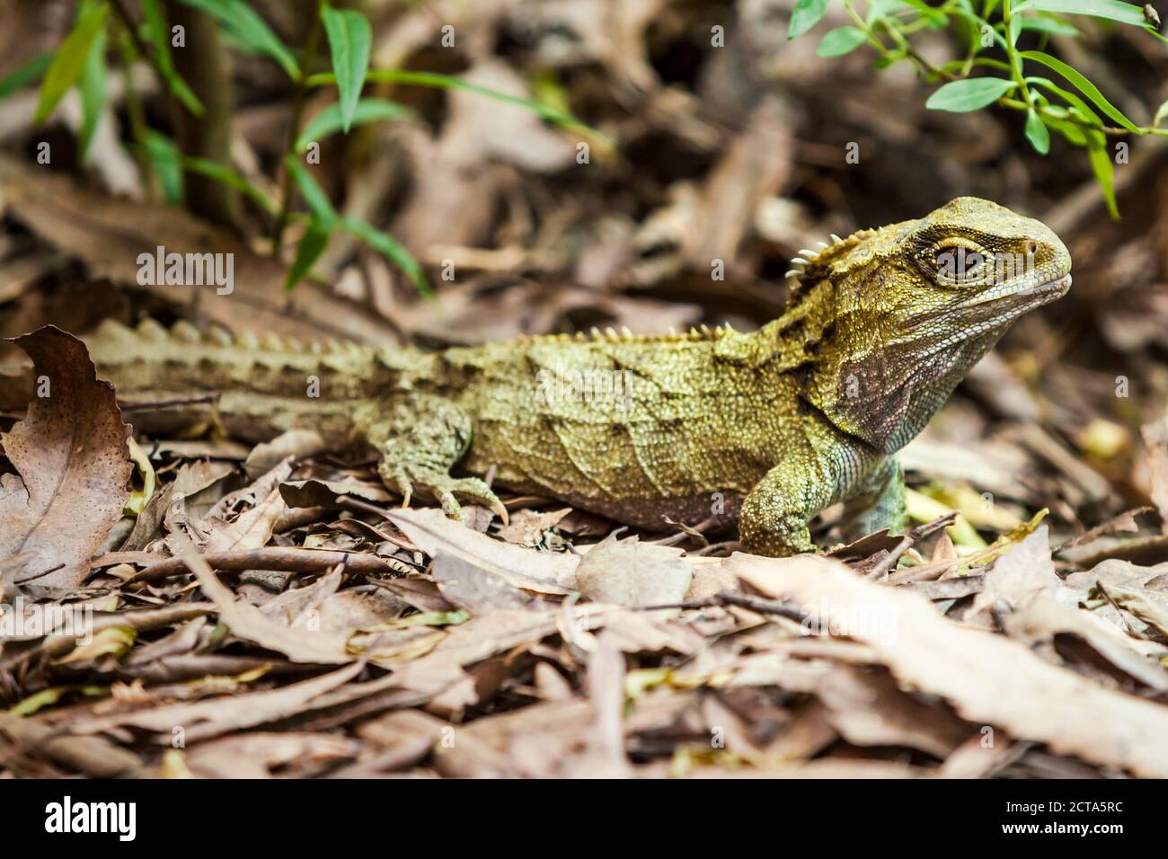 New Zealand, Pukaha Mount Bruce National Wildlife Centre, Tuatara Stock ...