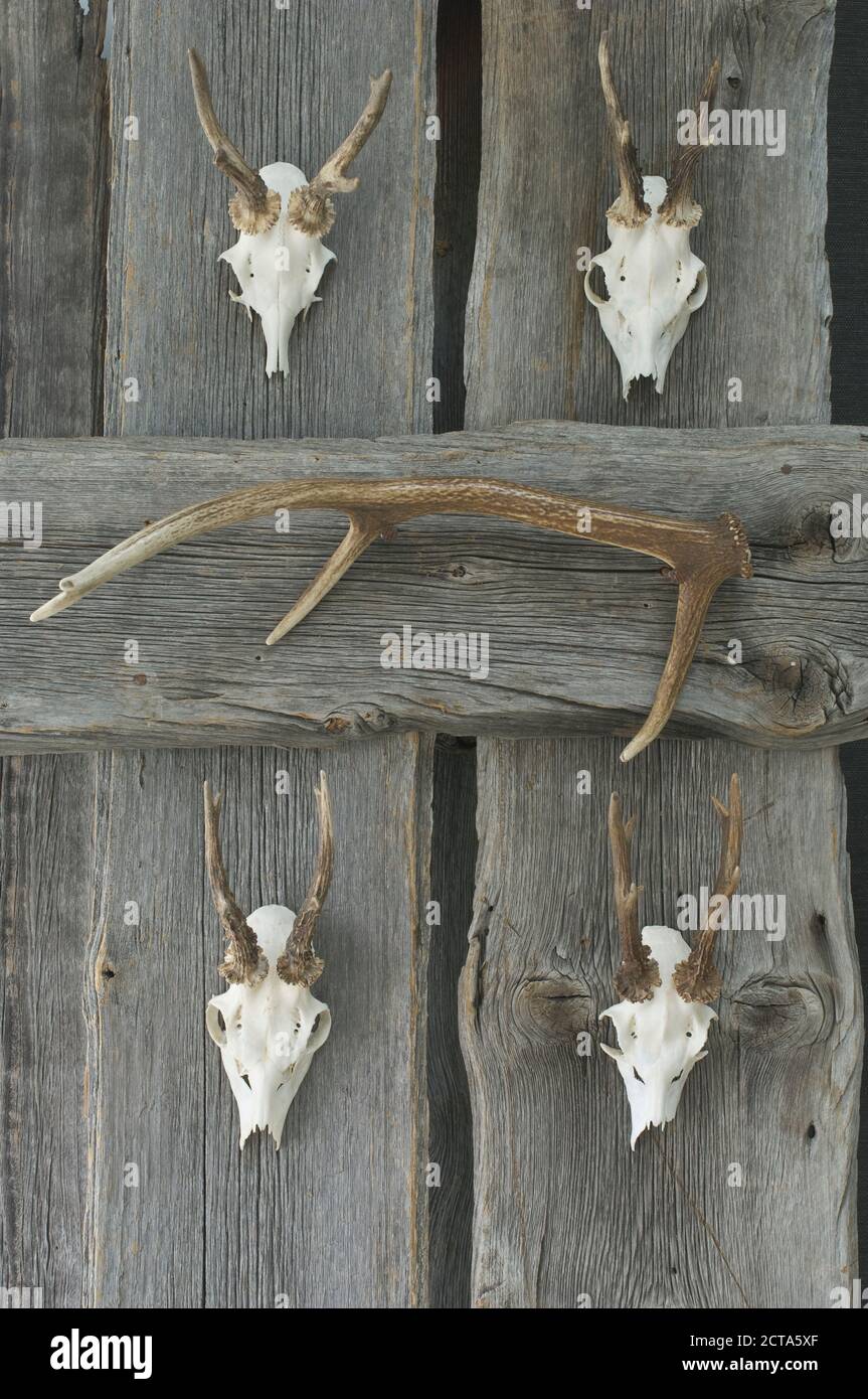Antler hanging on wall hi-res stock photography and images - Alamy