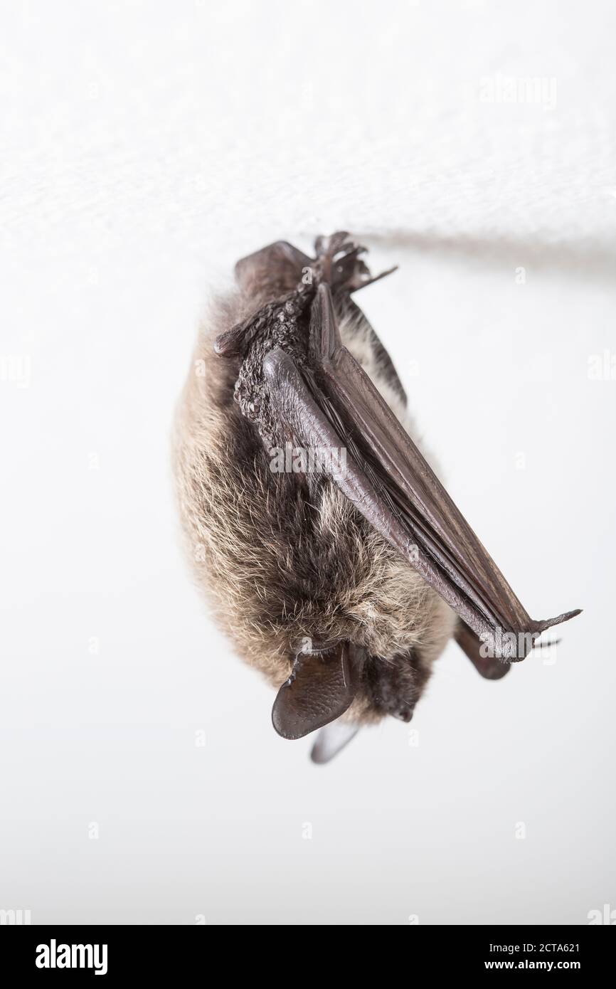 Particoloured bat (Vespertilio murinus Stock Photo - Alamy