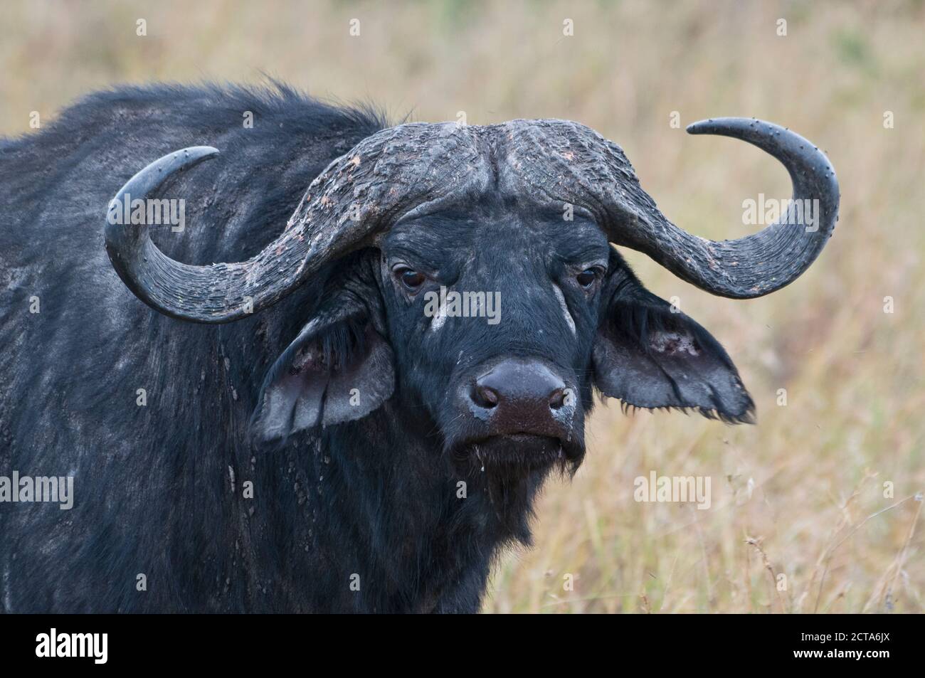 Africa, Kenya, Cape buffalo at Maasai Mara National Reserve Stock Photo ...