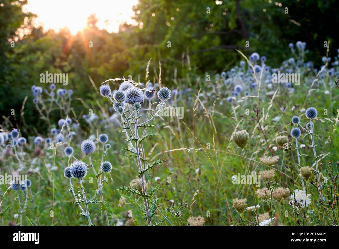 Garden thistles hi-res stock photography and images - Alamy
