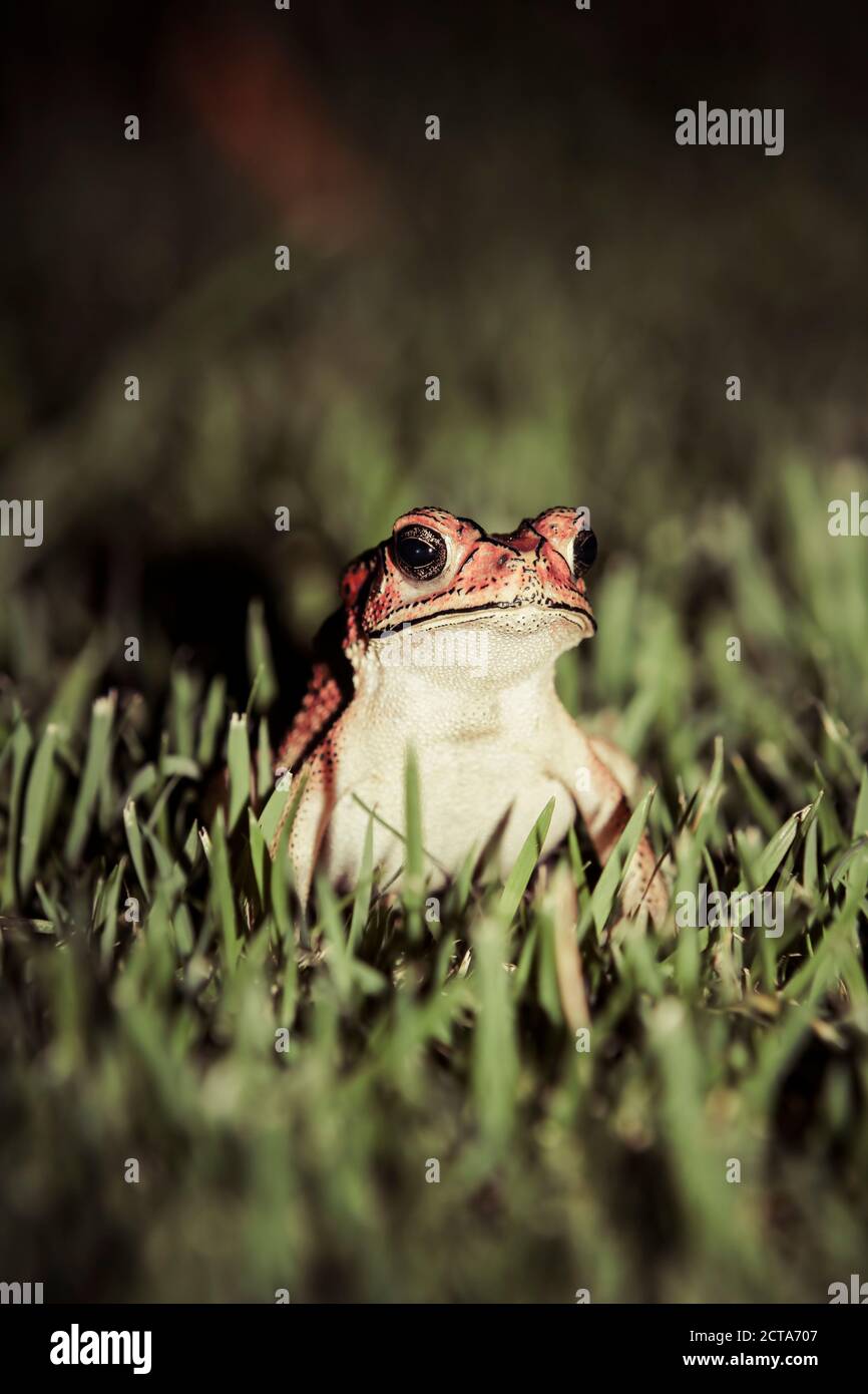 Indonesia, Bali, Close up of Asian common toad, Bufo Melanostictus ...