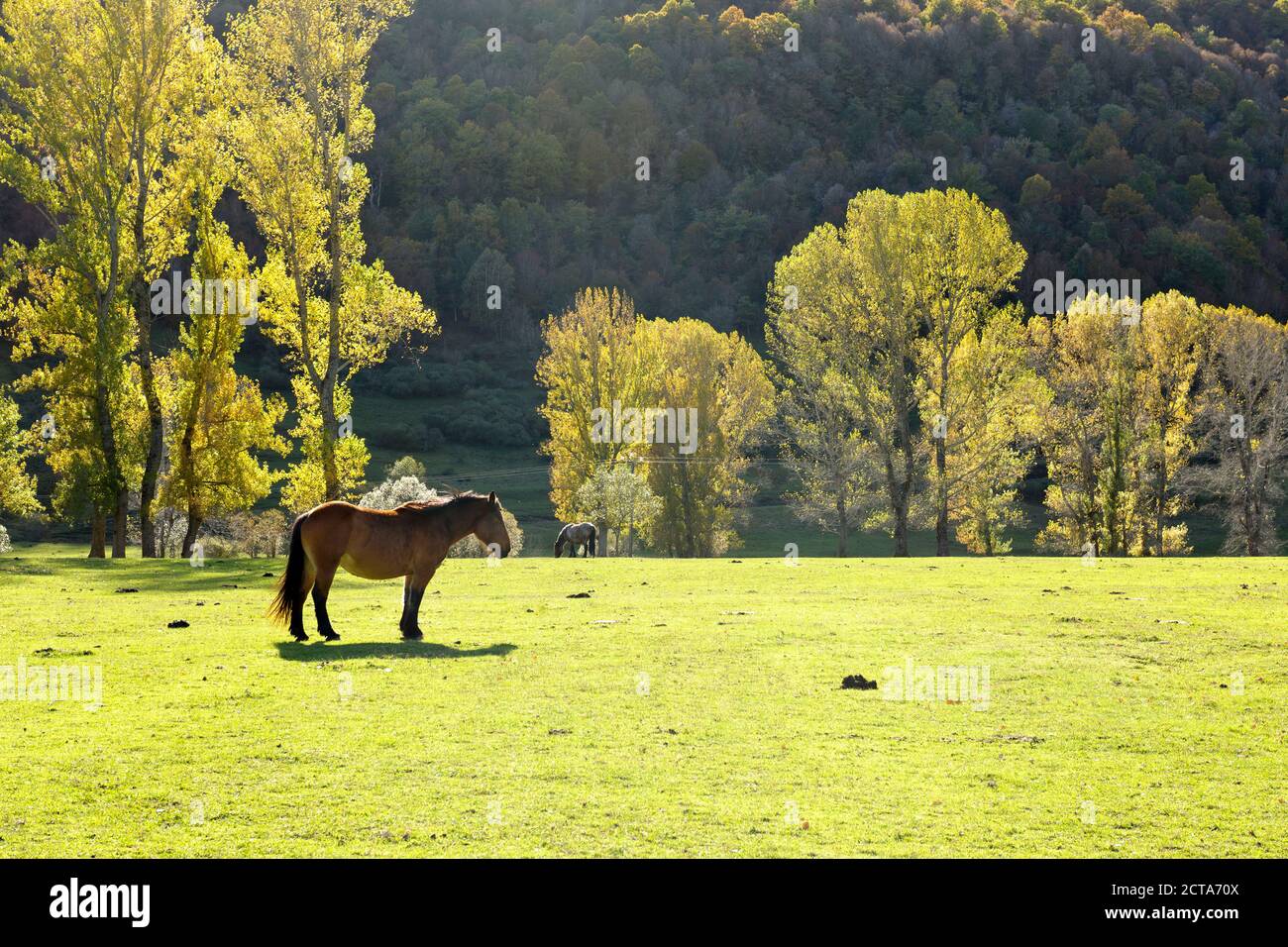 Spain, Asturia, Picos de Europa National Park, Ruta del Cares, Horses ...