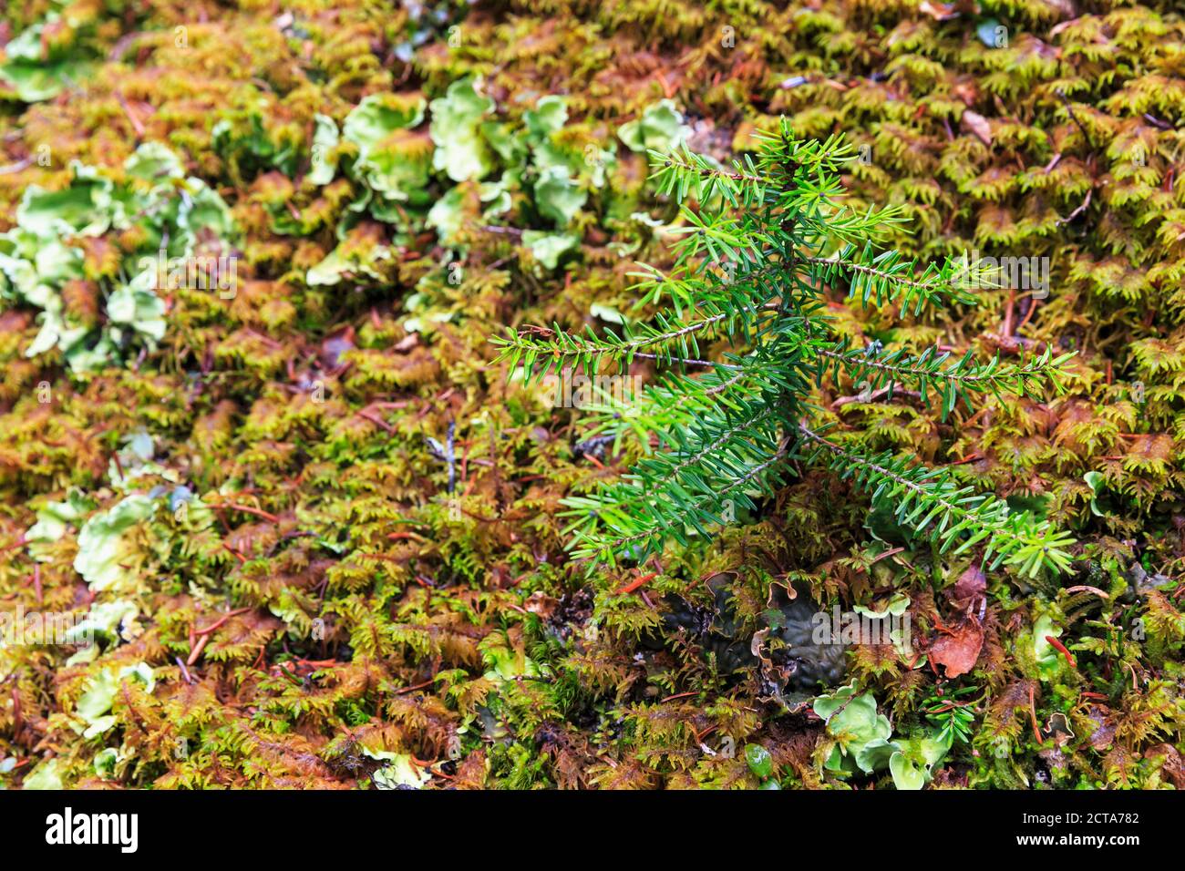 Canada, British Columbia, Yoho Nationalpark, Small conifer Stock Photo ...