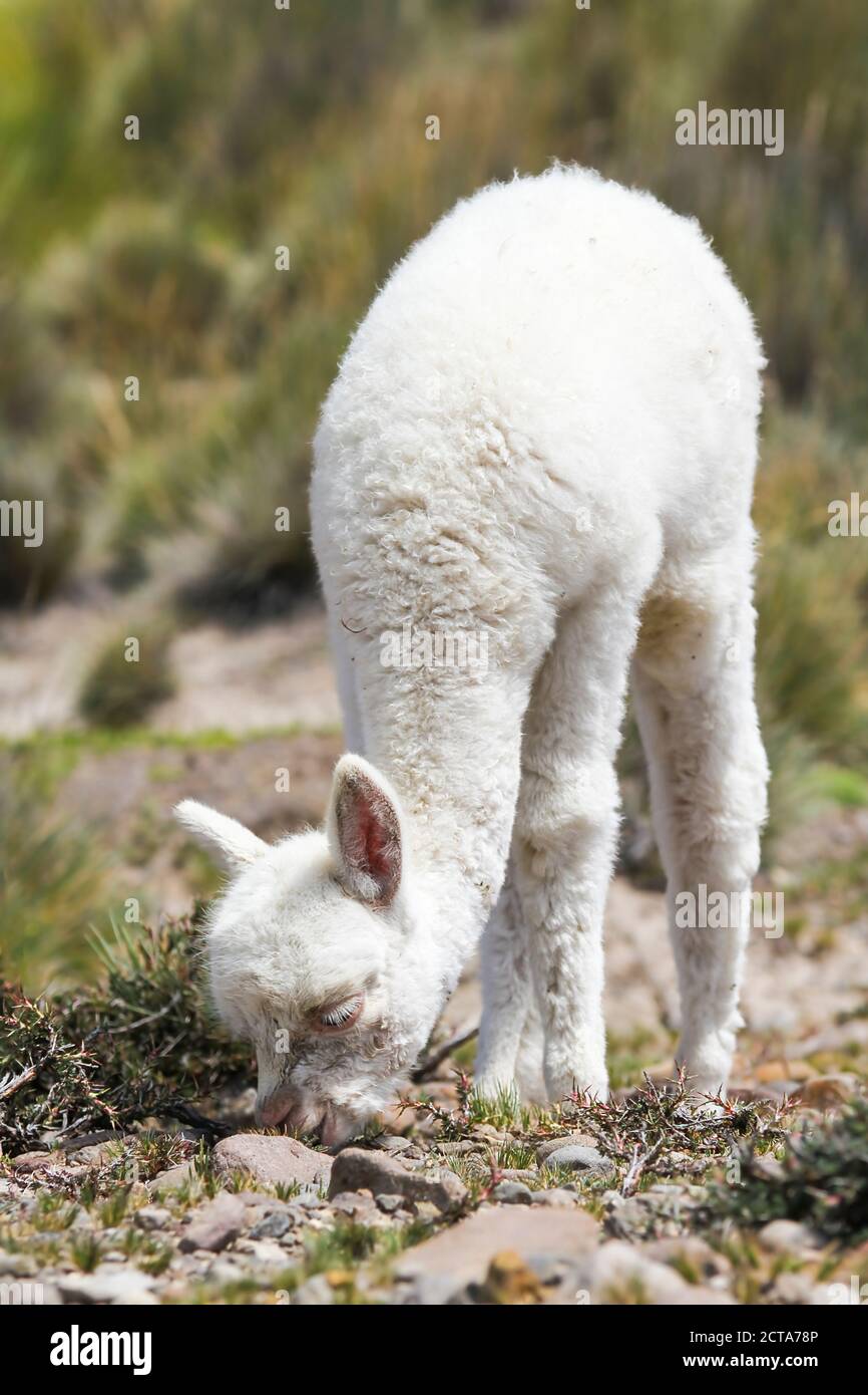 South America, Peru, Llama baby eating, Lama glama Stock Photo - Alamy