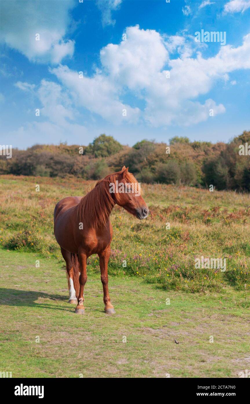 Quantock horse hi-res stock photography and images - Alamy