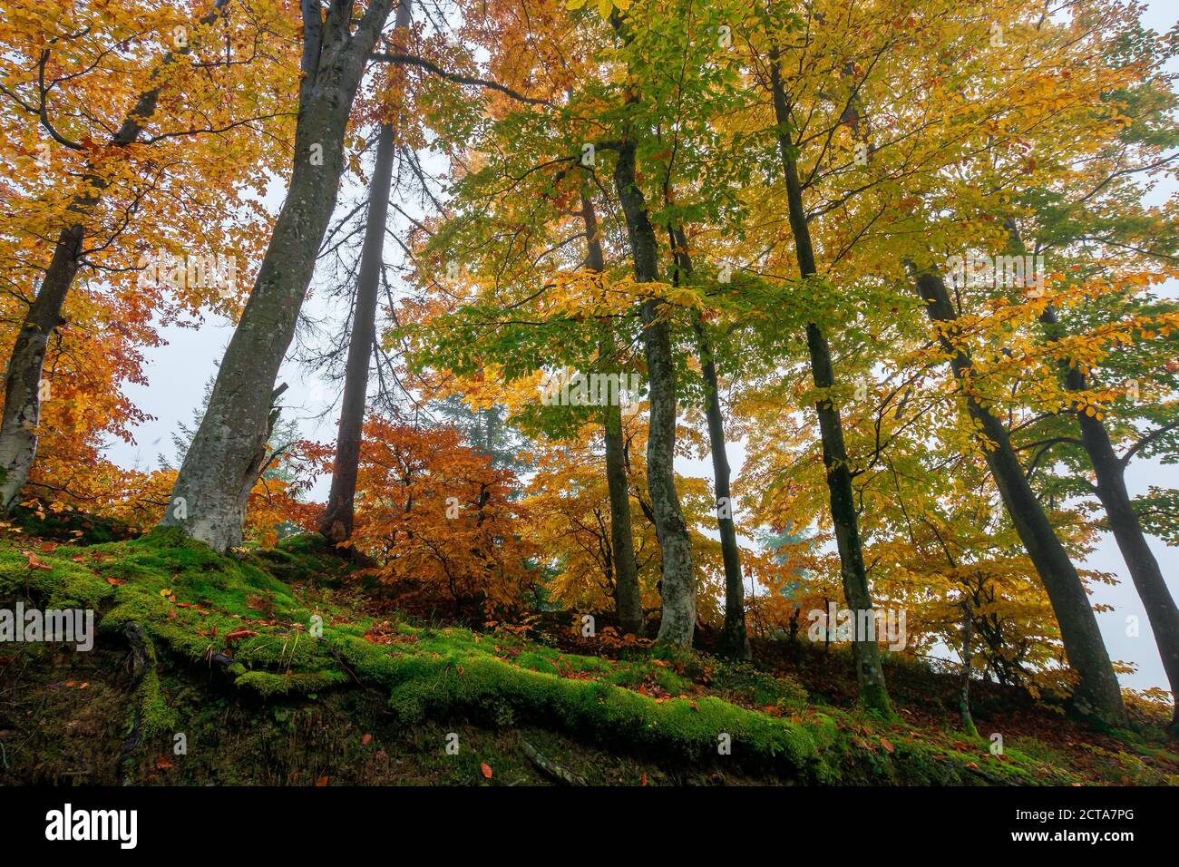 beech trees in colorful foliage. misty forest scenery. colorful foliage ...