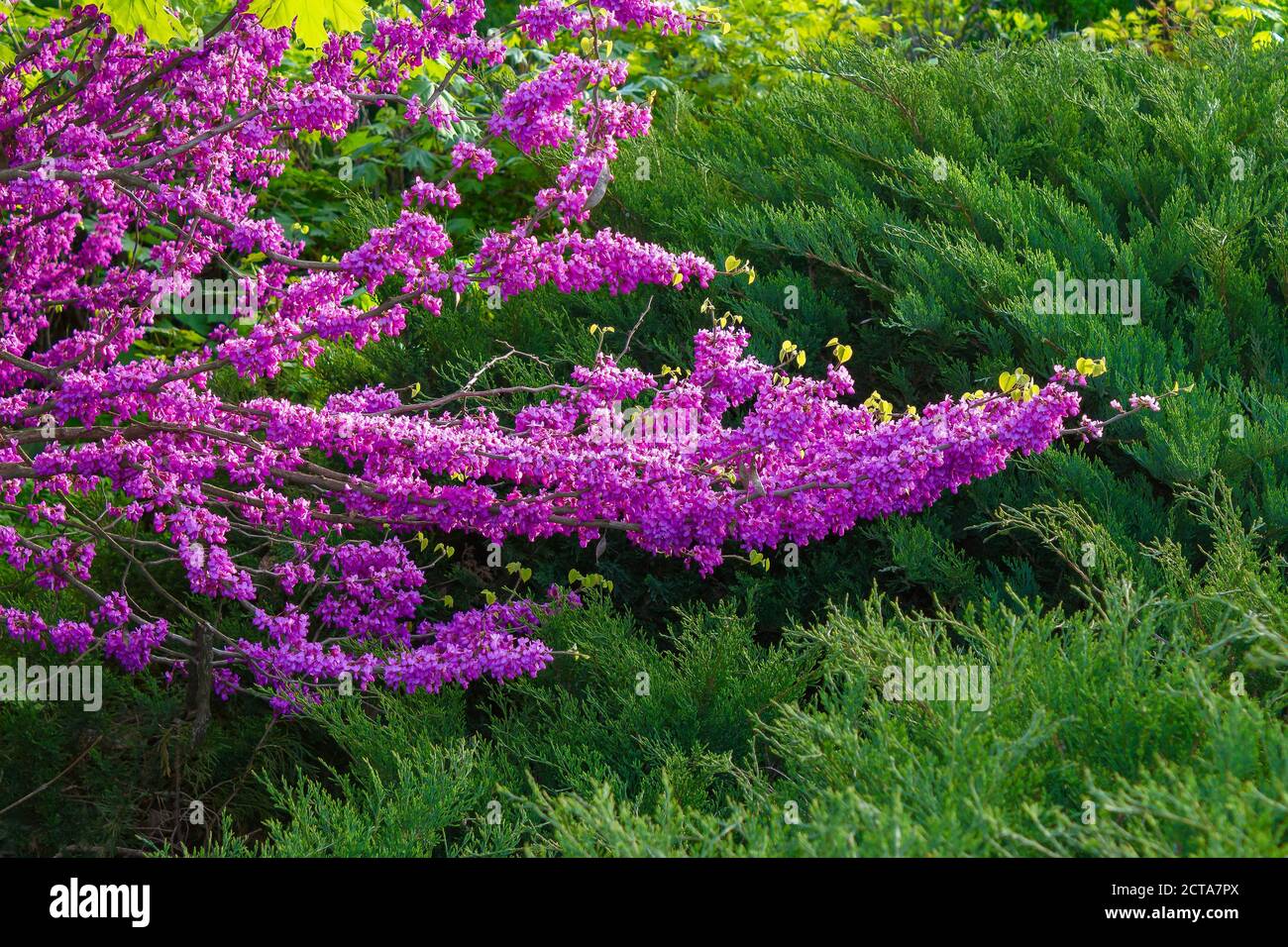 judas tree blossoming in the park. beautiful nature background in ...