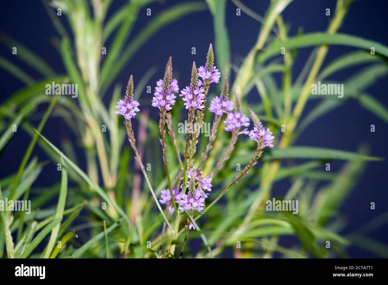 American Vervain (Verbena hastata Stock Photo - Alamy