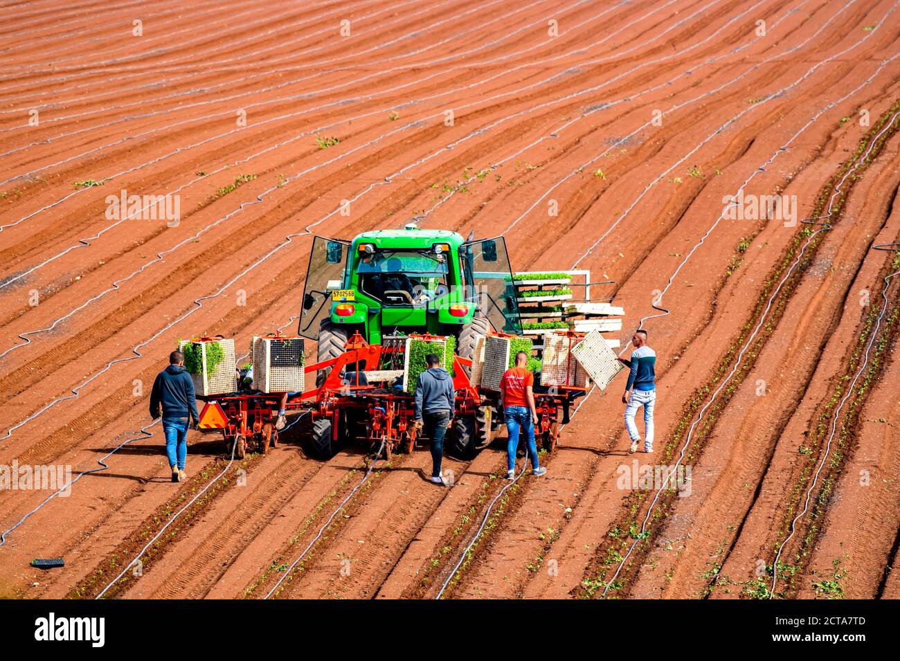 Semi-automatic seedling planting in an agricultural field. The young ...