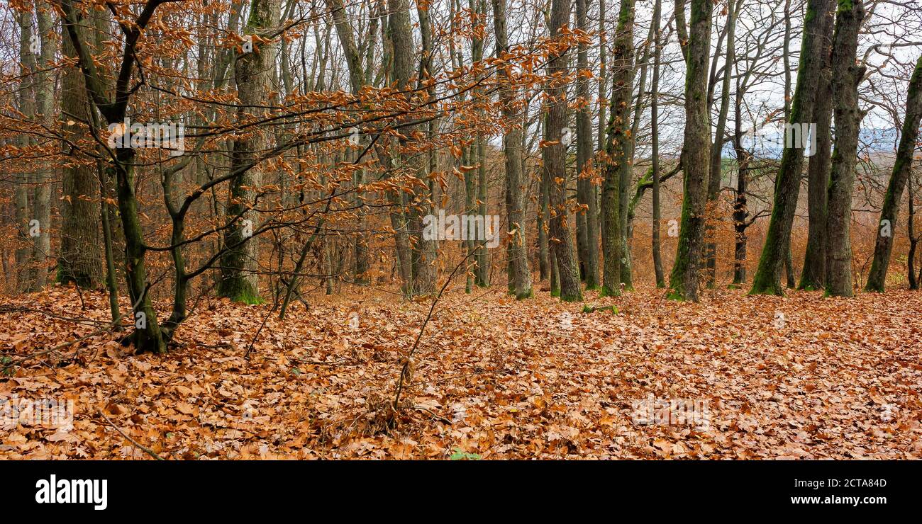 forest and fallen foliage in november. dry leaves on the ground ...