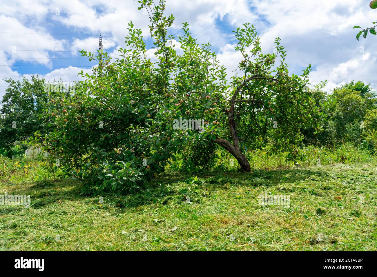 apple tree bent to the ground under the weight of ripe apples. rural ...
