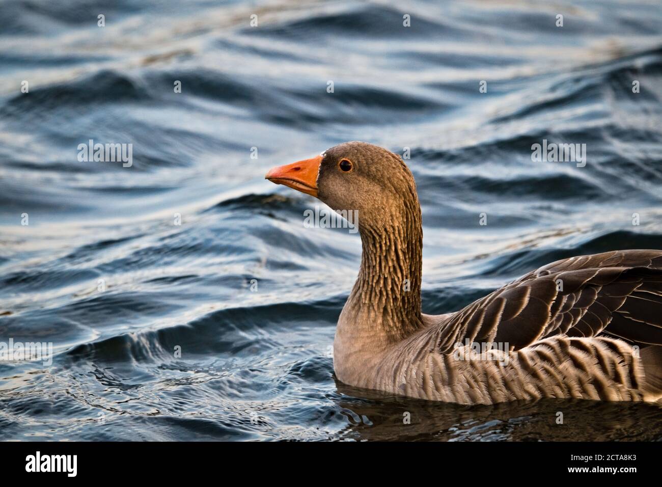 Wavy wildlife hi-res stock photography and images - Alamy