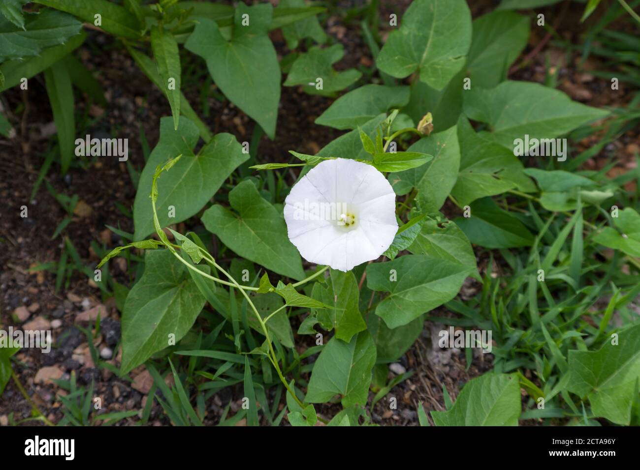 Hedge Bindweed (Calystegia sepium Stock Photo - Alamy