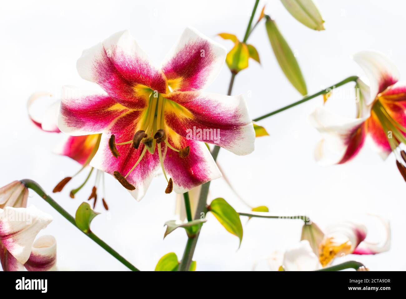 large lily flower close-up on a light background Stock Photo - Alamy