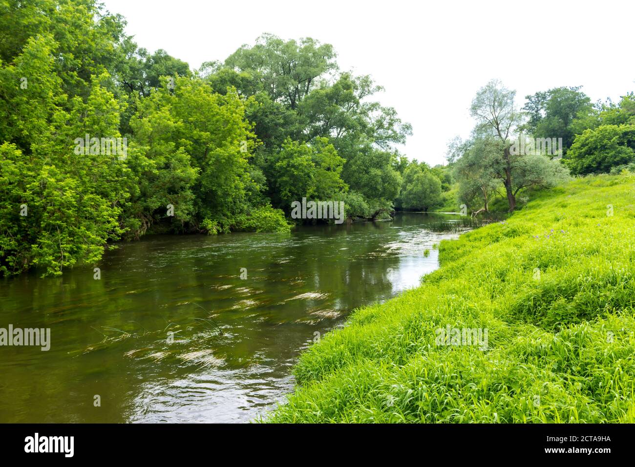 Trees above the water. Water current and grass at the bottom. The ...
