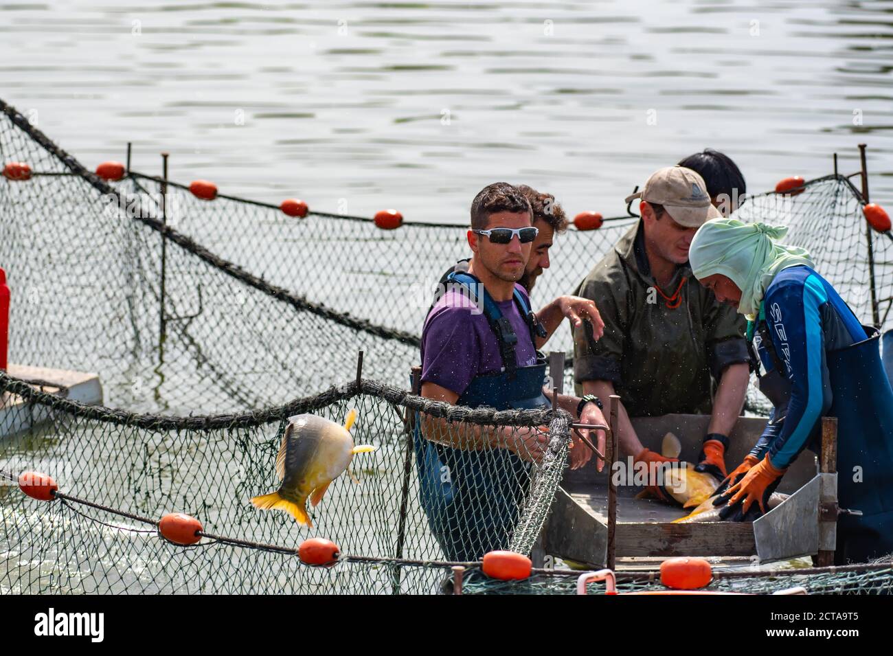 Carp are netted, weighed and examined and returned to the pool in this ...