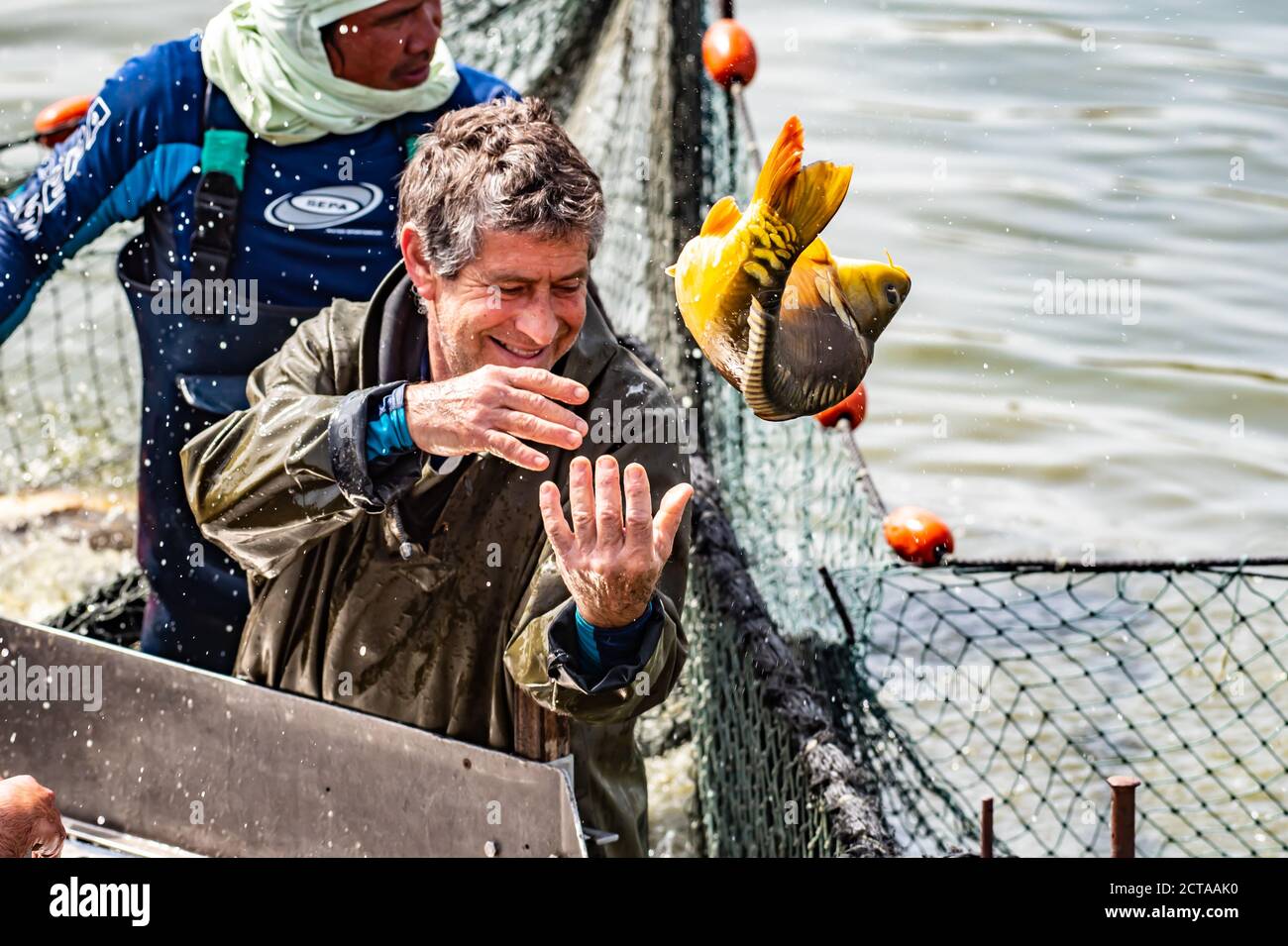 Carp are netted, weighed and examined and returned to the pool in this ...