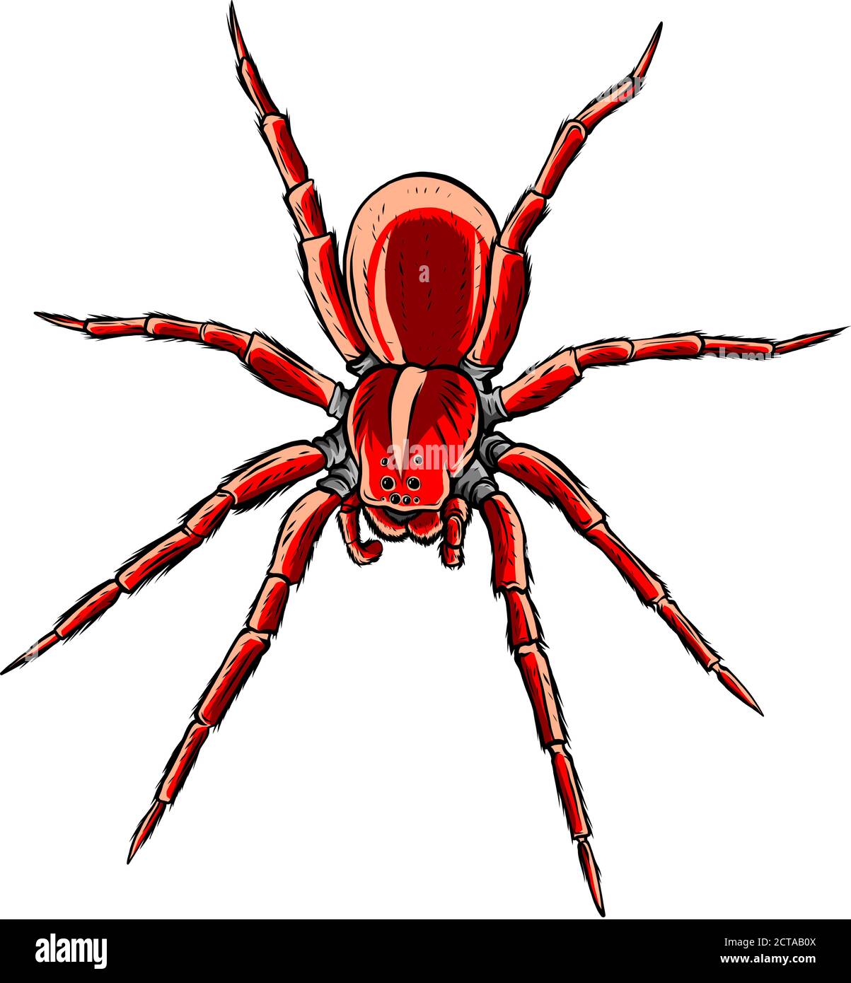 Red back spider hi-res stock photography and images - Alamy