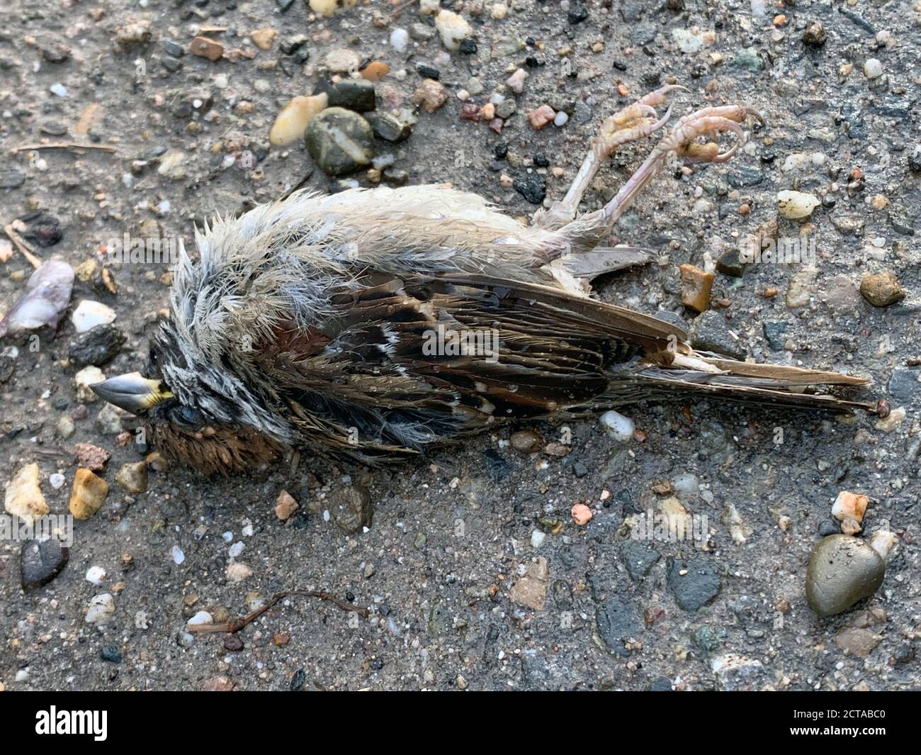 Dead bird on the ground Stock Photo - Alamy