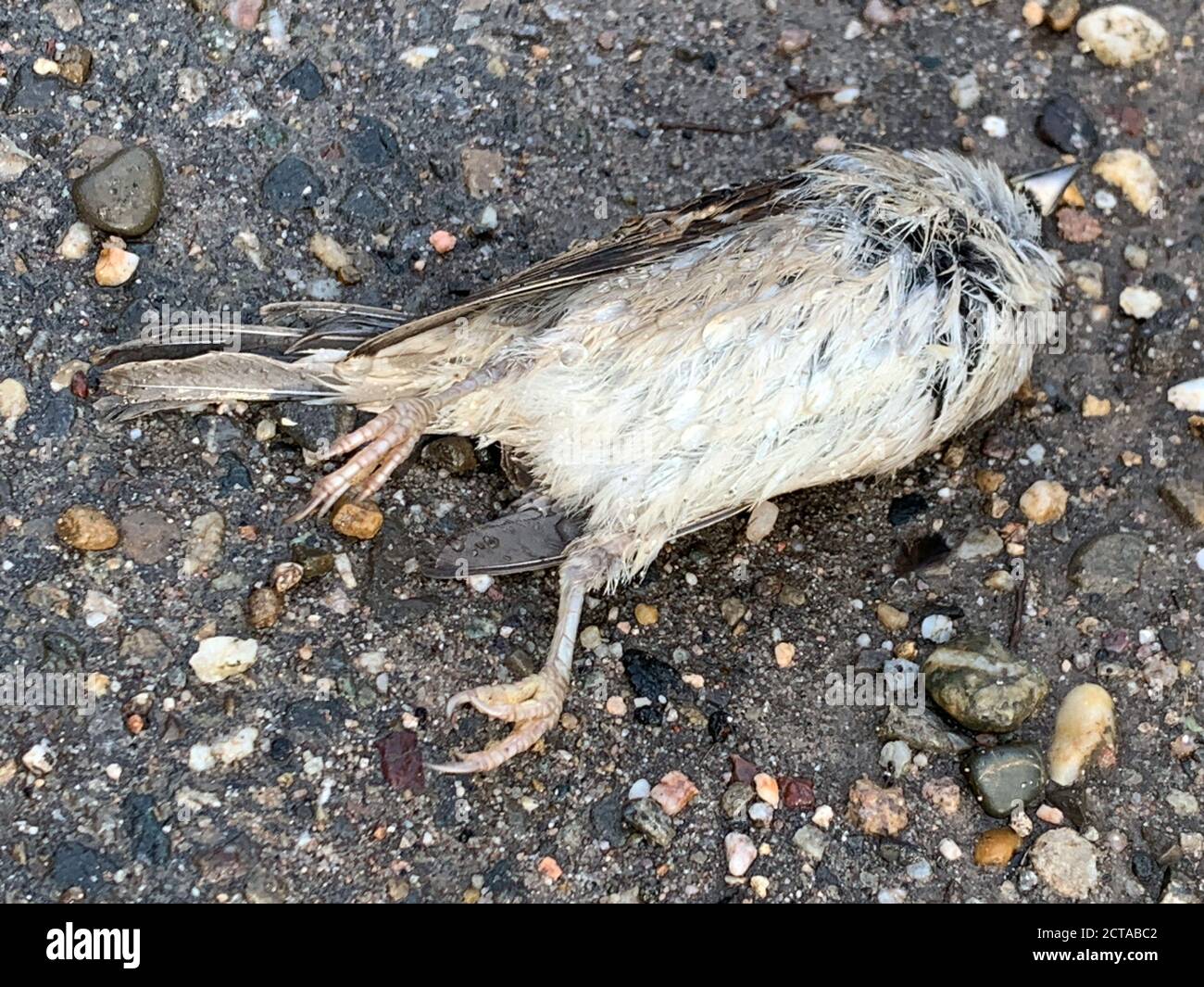 Dead bird on the ground Stock Photo - Alamy
