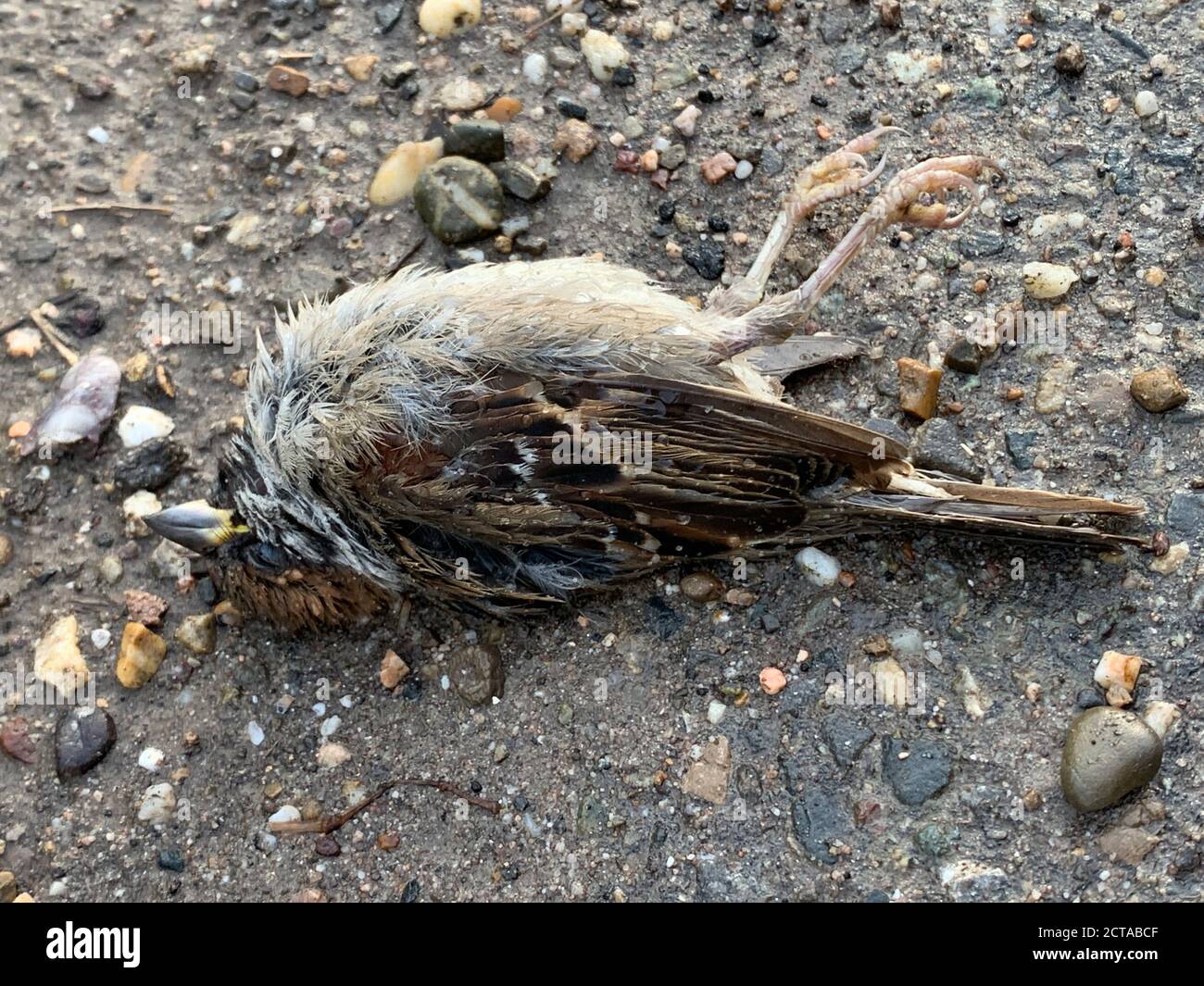 Flight of the living dead hi-res stock photography and images - Alamy