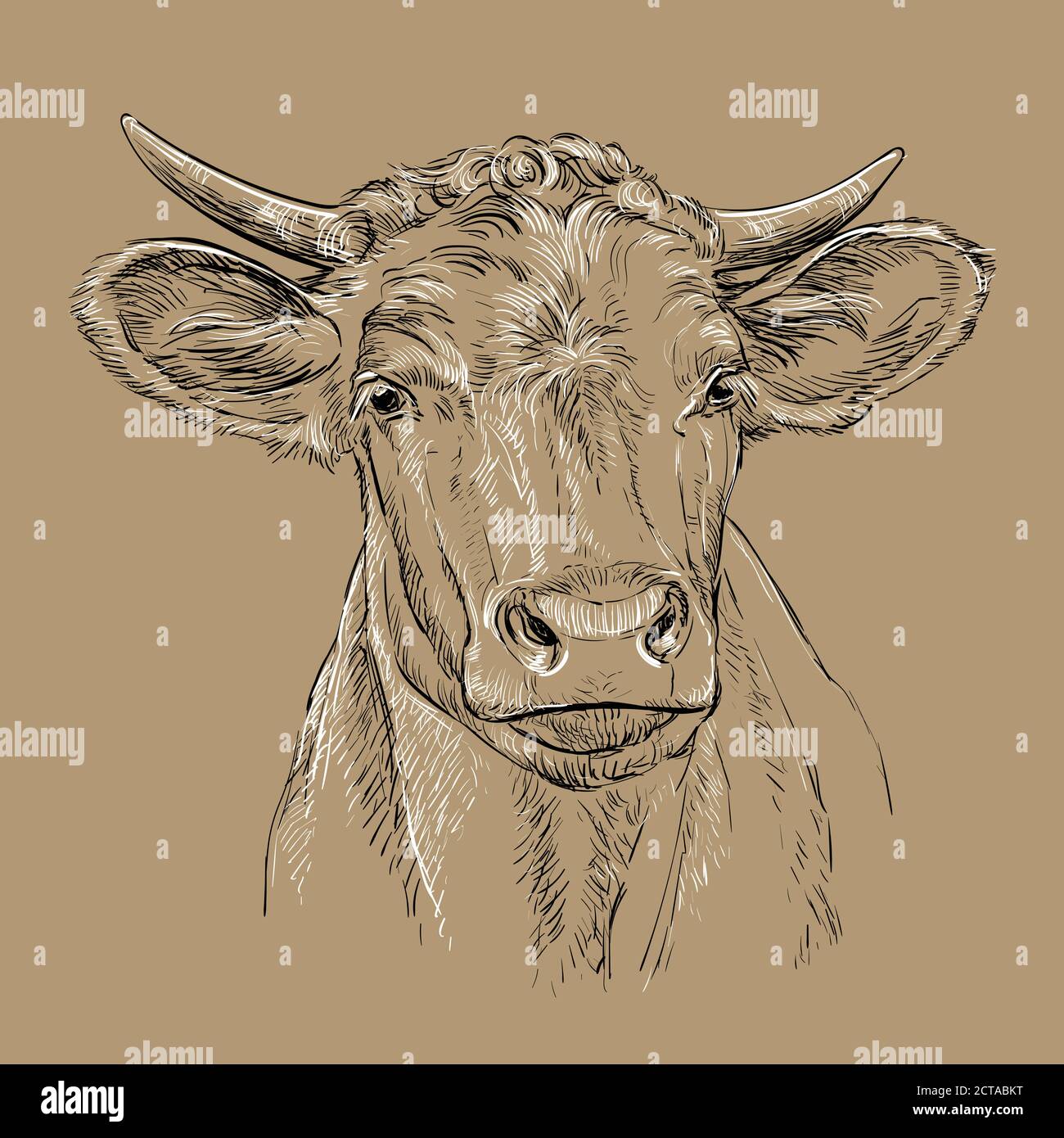 Head of bull head vector illustration brown Stock Vector Image & Art ...