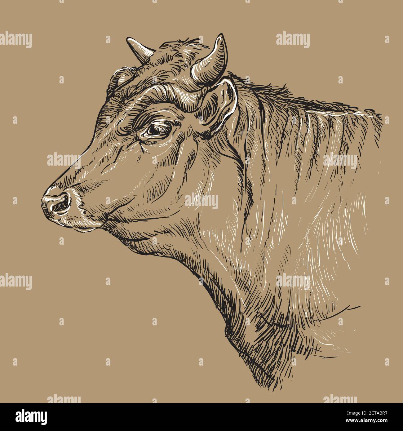 Head of bull hand drawing illustration brown Stock Vector Image & Art ...