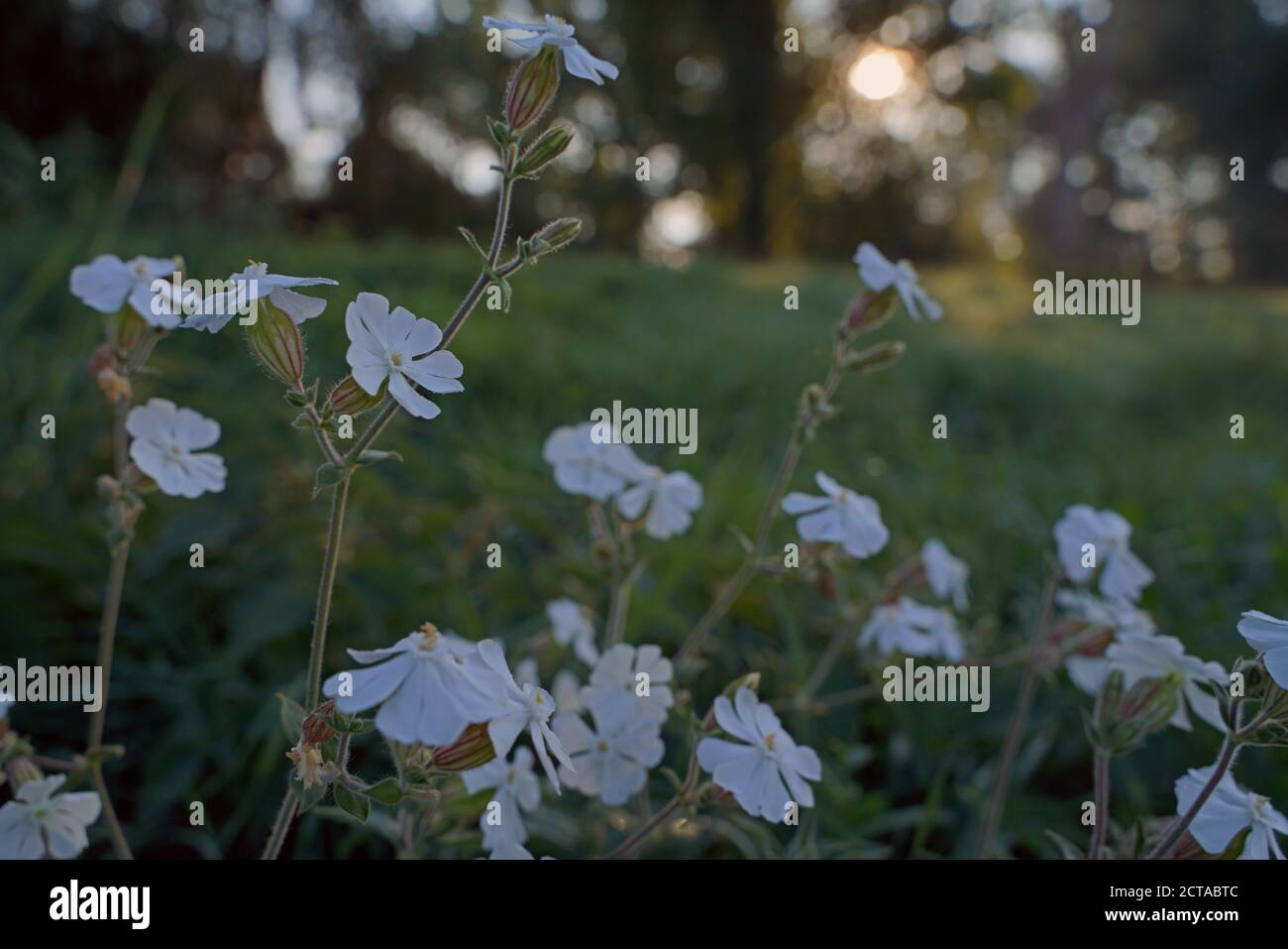White blooming flower light carnation Silene Stock Photo - Alamy