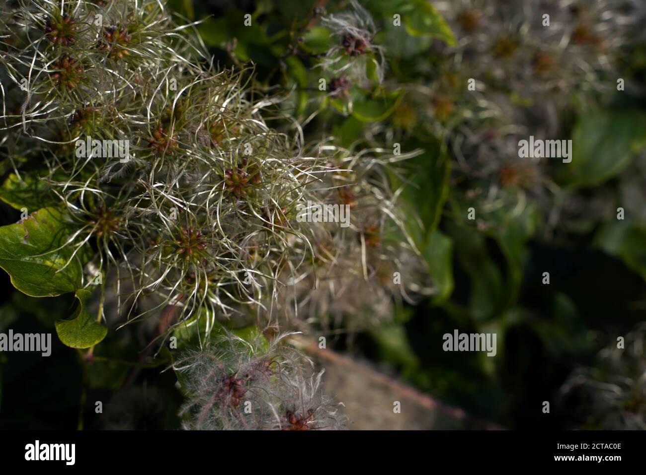 Withering clematis flower Stock Photo - Alamy