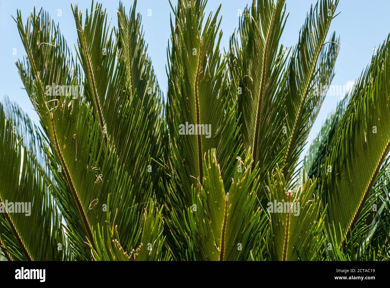 Palm tree leaves on nature background. Closeup of tropical green flora ...
