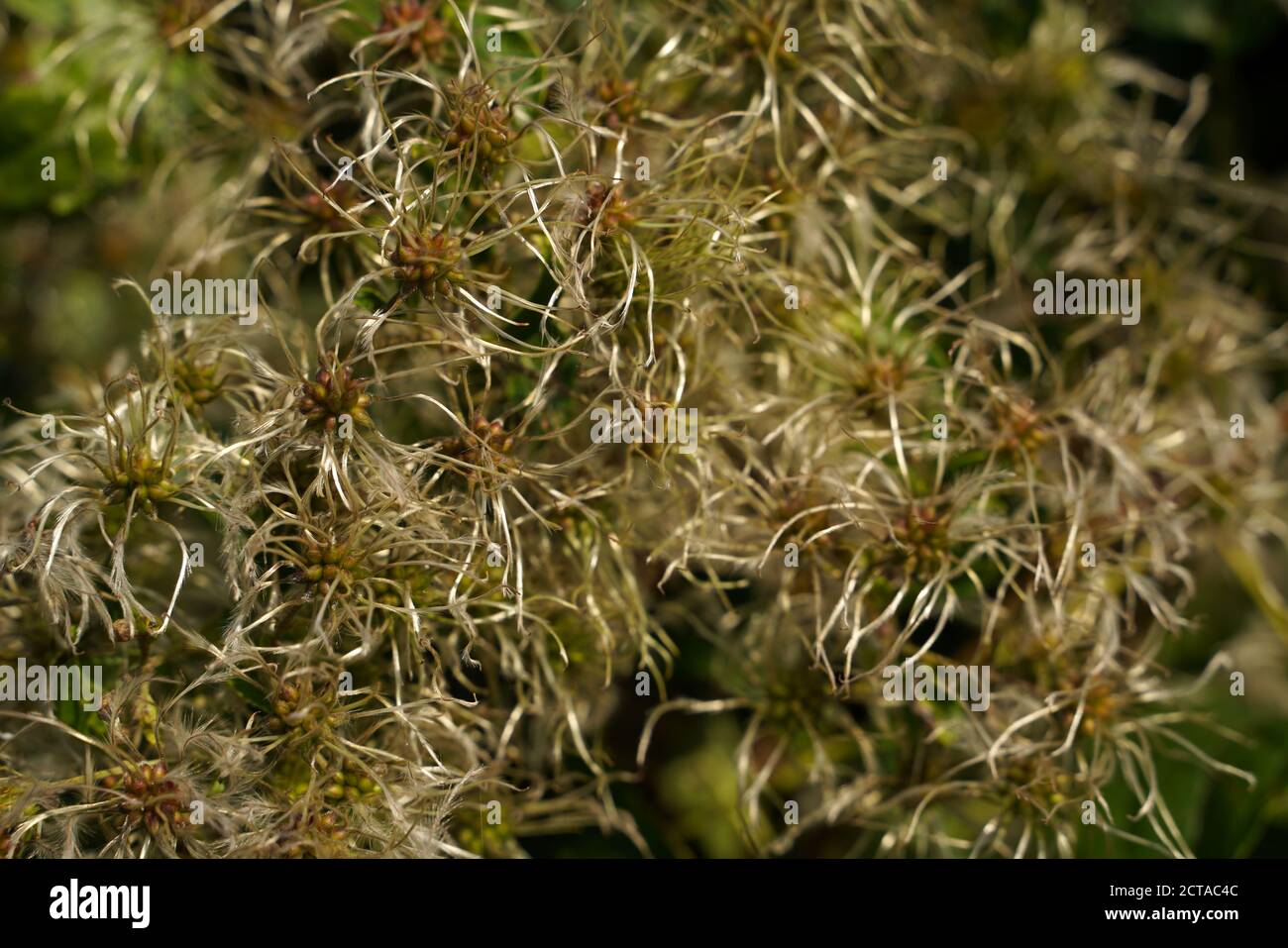Withering clematis flower Stock Photo - Alamy