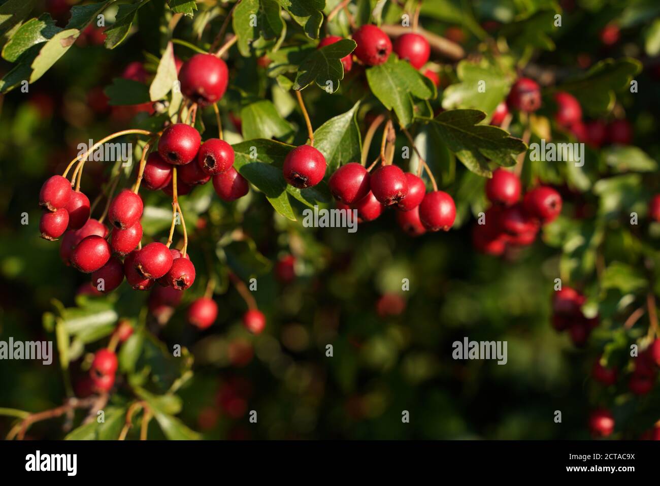 Hawthorn Bushes High Resolution Stock Photography and Images - Alamy