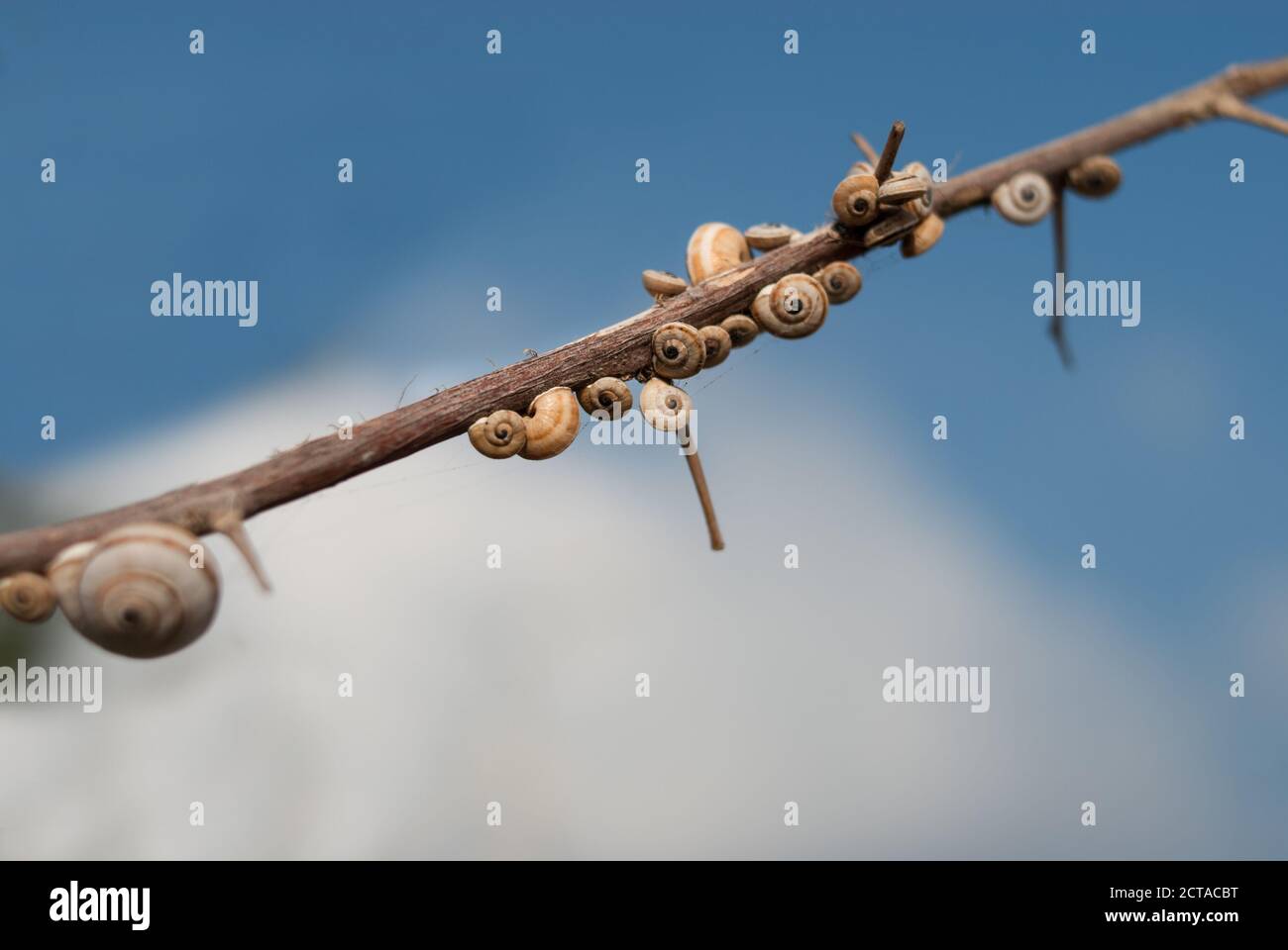 A lot of shelled snails set up on the branch on the natural clear blue ...