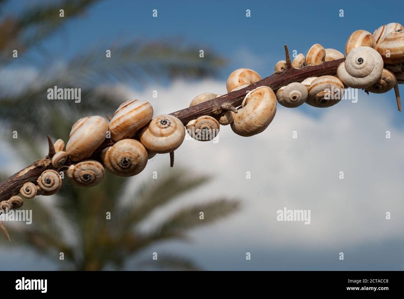 Plenty of shelled snails set up on the branch on the natural background ...