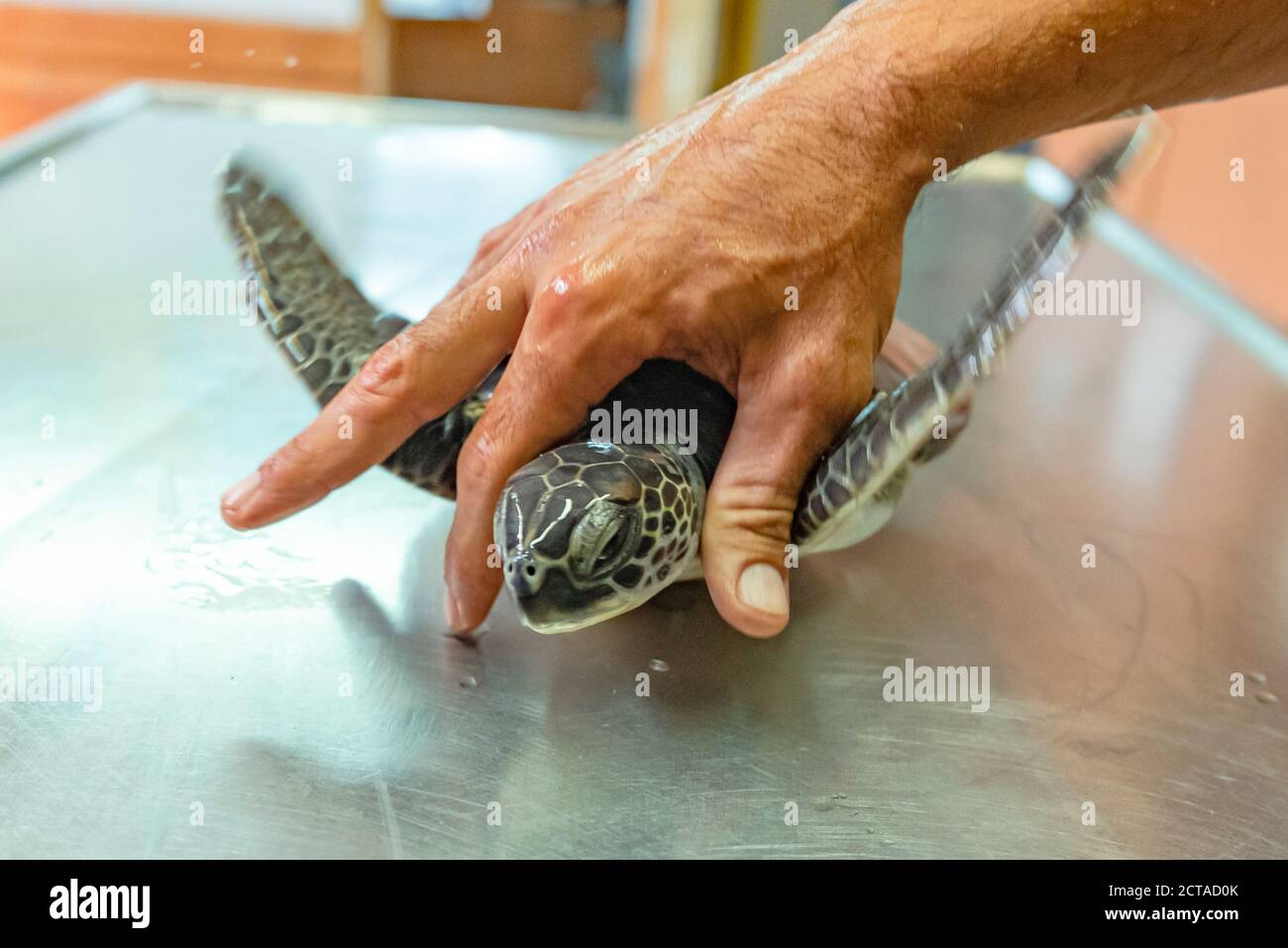 The National Sea Turtle Rescue Center operated by the Israel Nature and ...