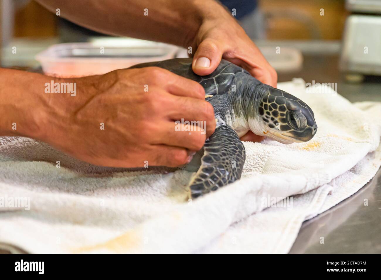Green sea turtle hatchlings hi-res stock photography and images - Alamy