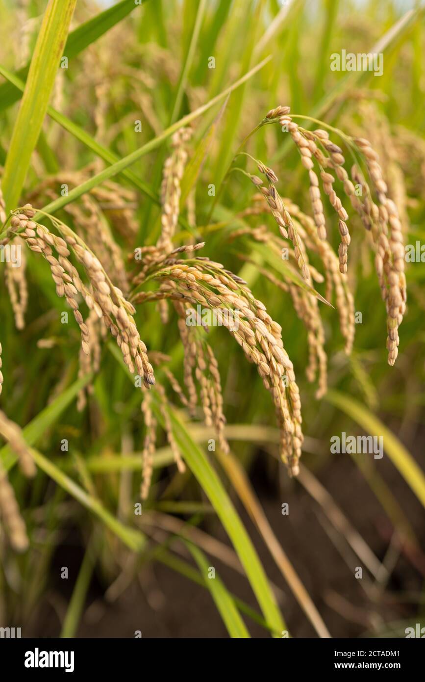 Ear of rice plant in September (autumn), Isehara City, Kanagawa ...