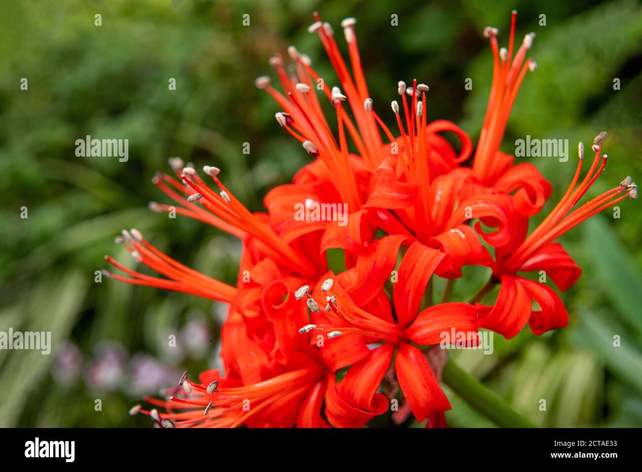 Guernsey lily nerine sarniensis hi-res stock photography and images - Alamy