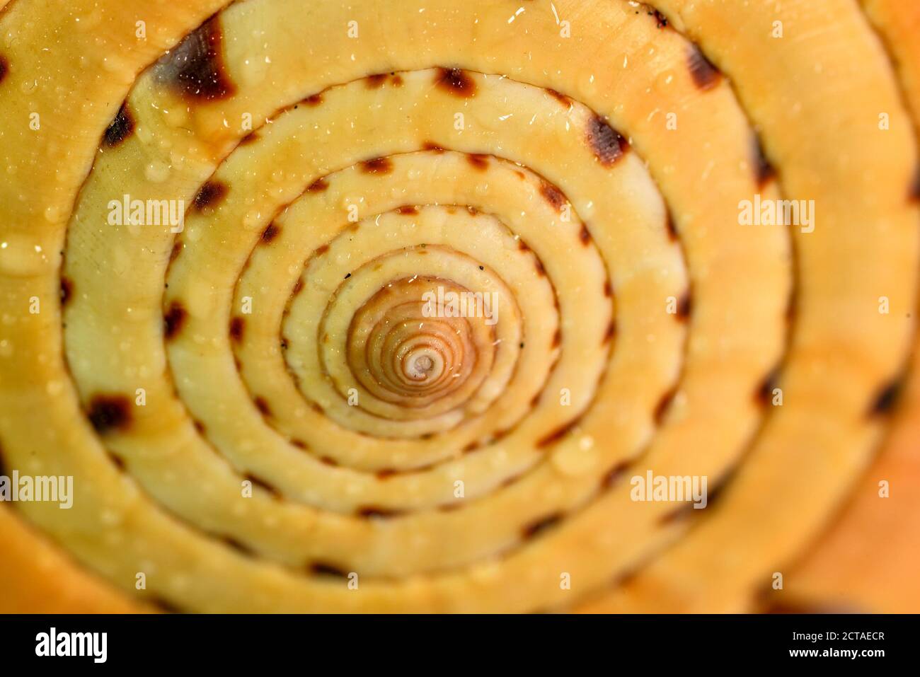 Detail of a shell with water drops Stock Photo - Alamy
