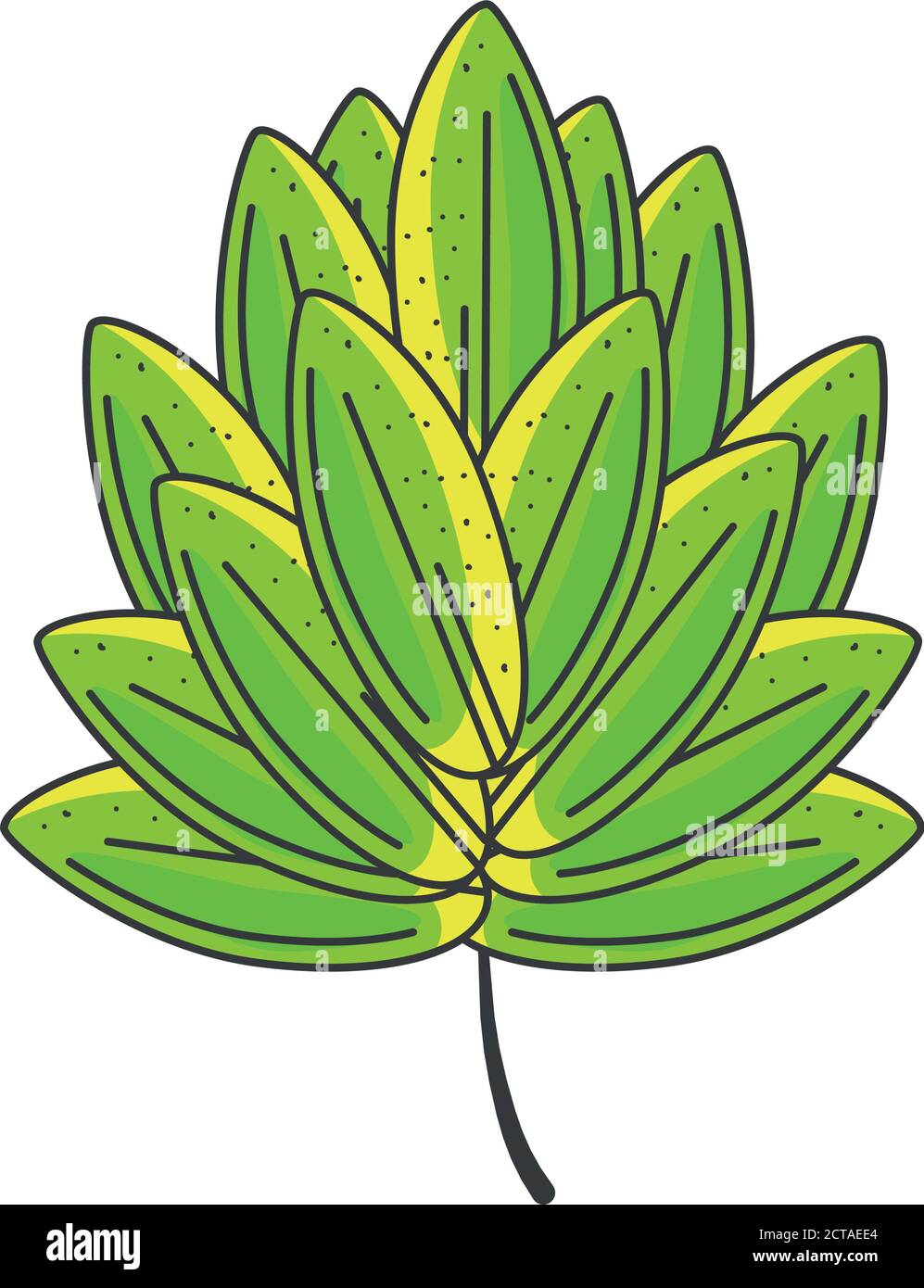 Leaf hop humulus lupulus Stock Vector Images - Alamy