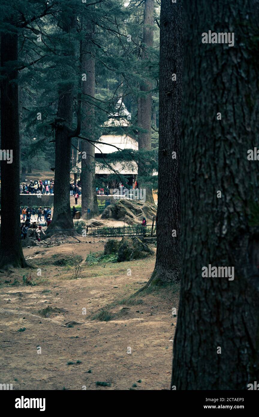 MANALI, INDIA - Jan 06, 2020: Inside a Pine Tree Forest, Famous Hadimba ...