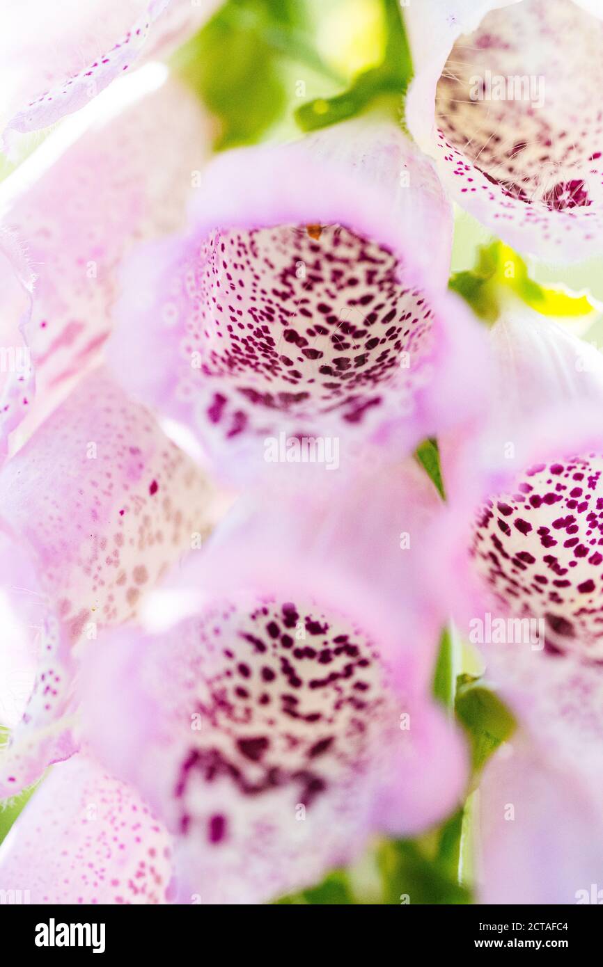 Foxglove bell-shaped flowers with many purple spots inside the blooms ...