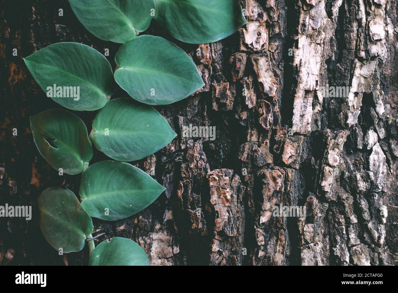 green natural leaves plant growing on tree trunk Stock Photo - Alamy