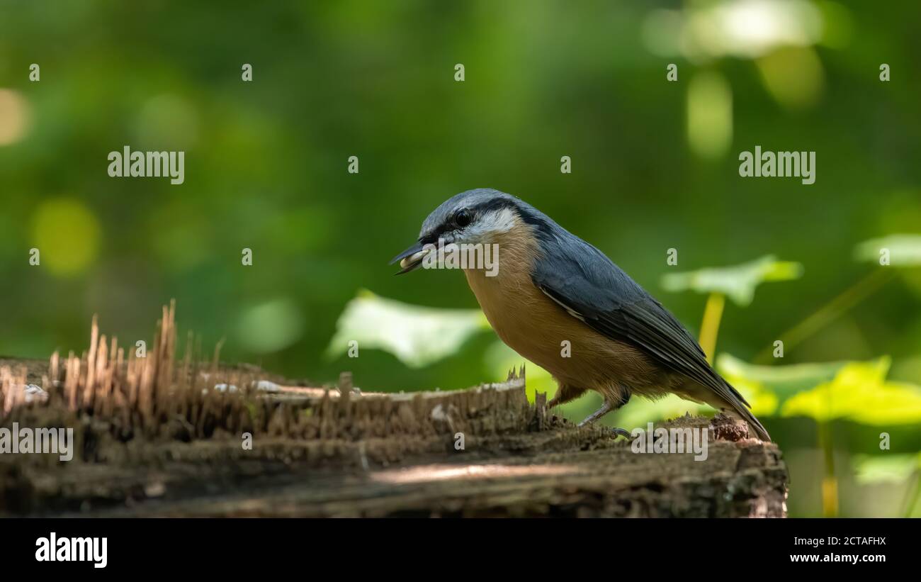 Kleiber, bird, natur, tier, wild lebende tiere, wild, blau, ast ...