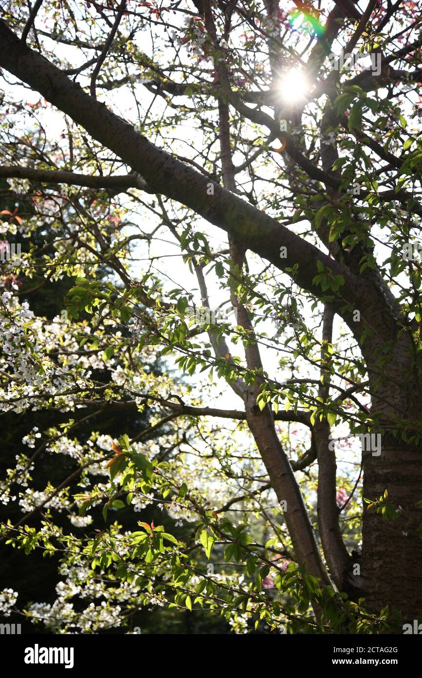 sunlight through the branches of the trees Stock Photo - Alamy
