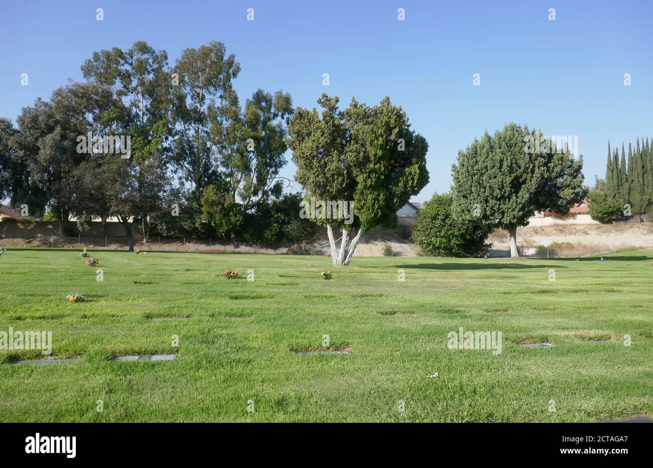 David And Simon Surtees