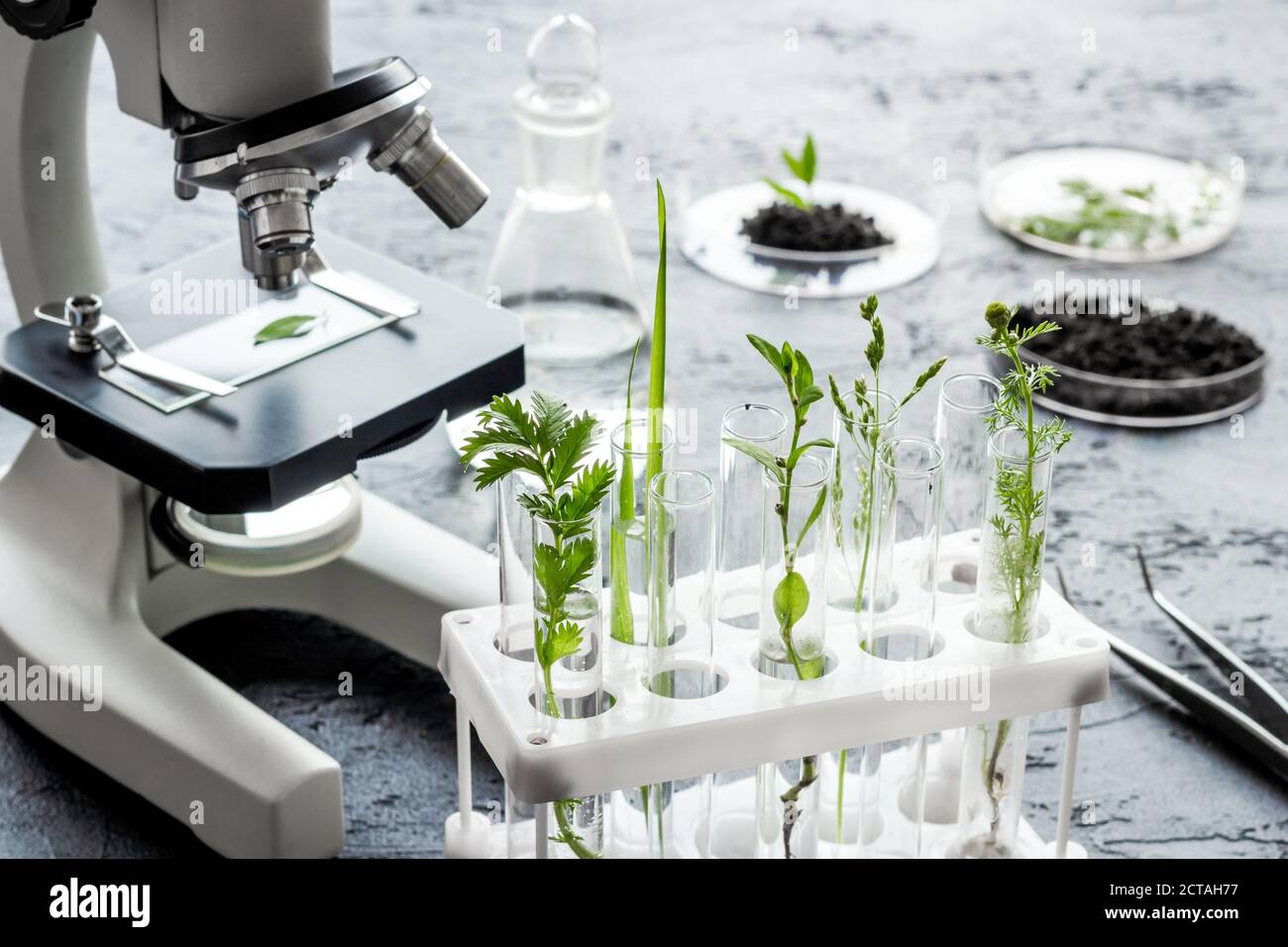 Biotechnology laboratory with plants and microscope on table Stock ...
