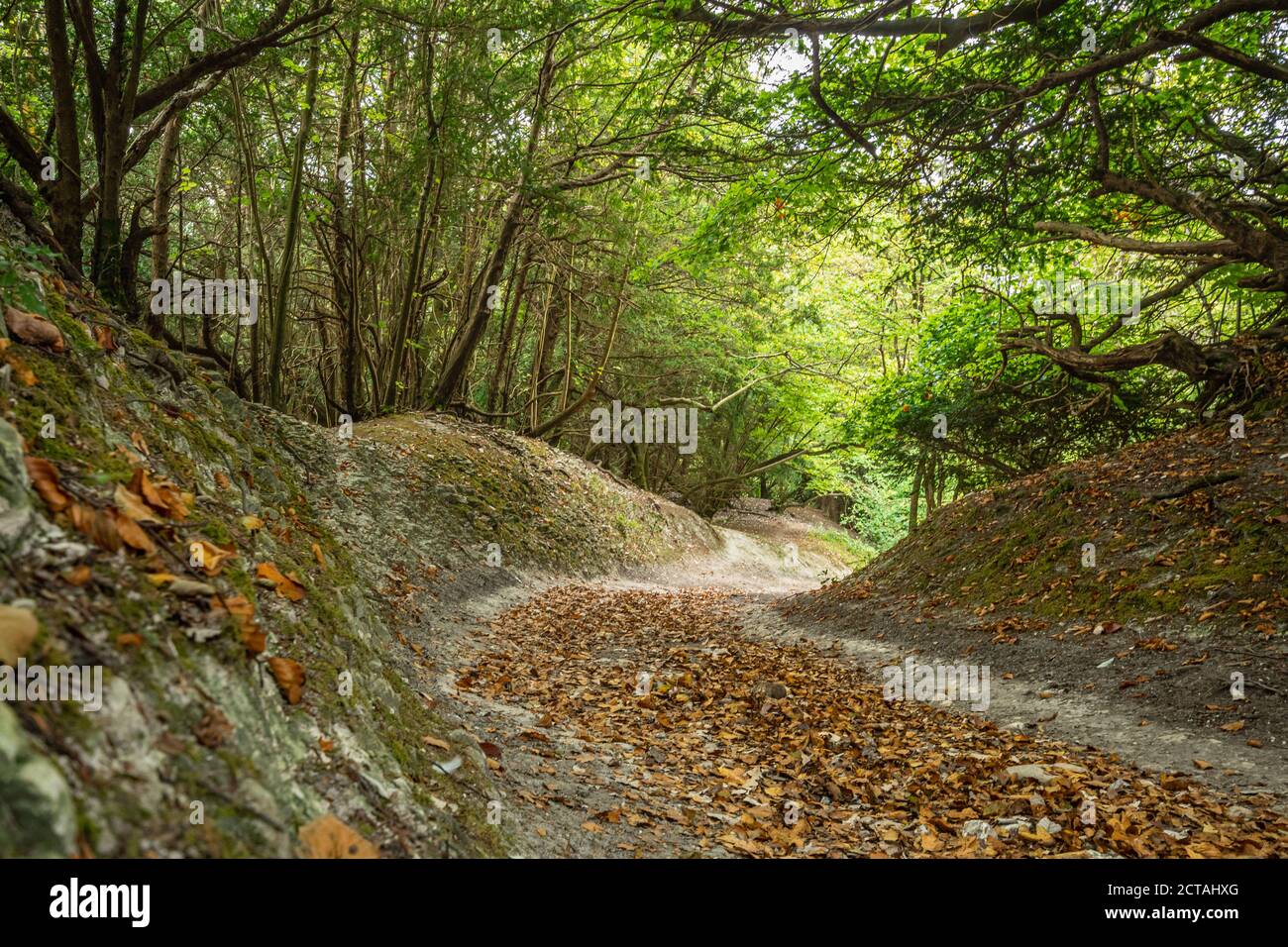 View of the North Downs Way in the Surrey Hills, a section of the long ...