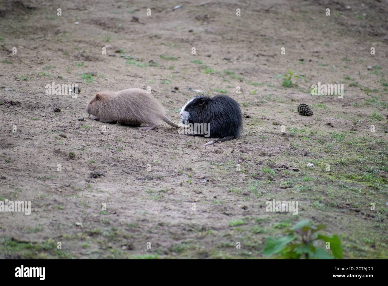 Small capybaras hi-res stock photography and images - Alamy